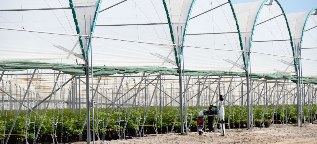 Multi-tunnel greenhouse - High Leg Pioneer - Haygrove Tunnels ...