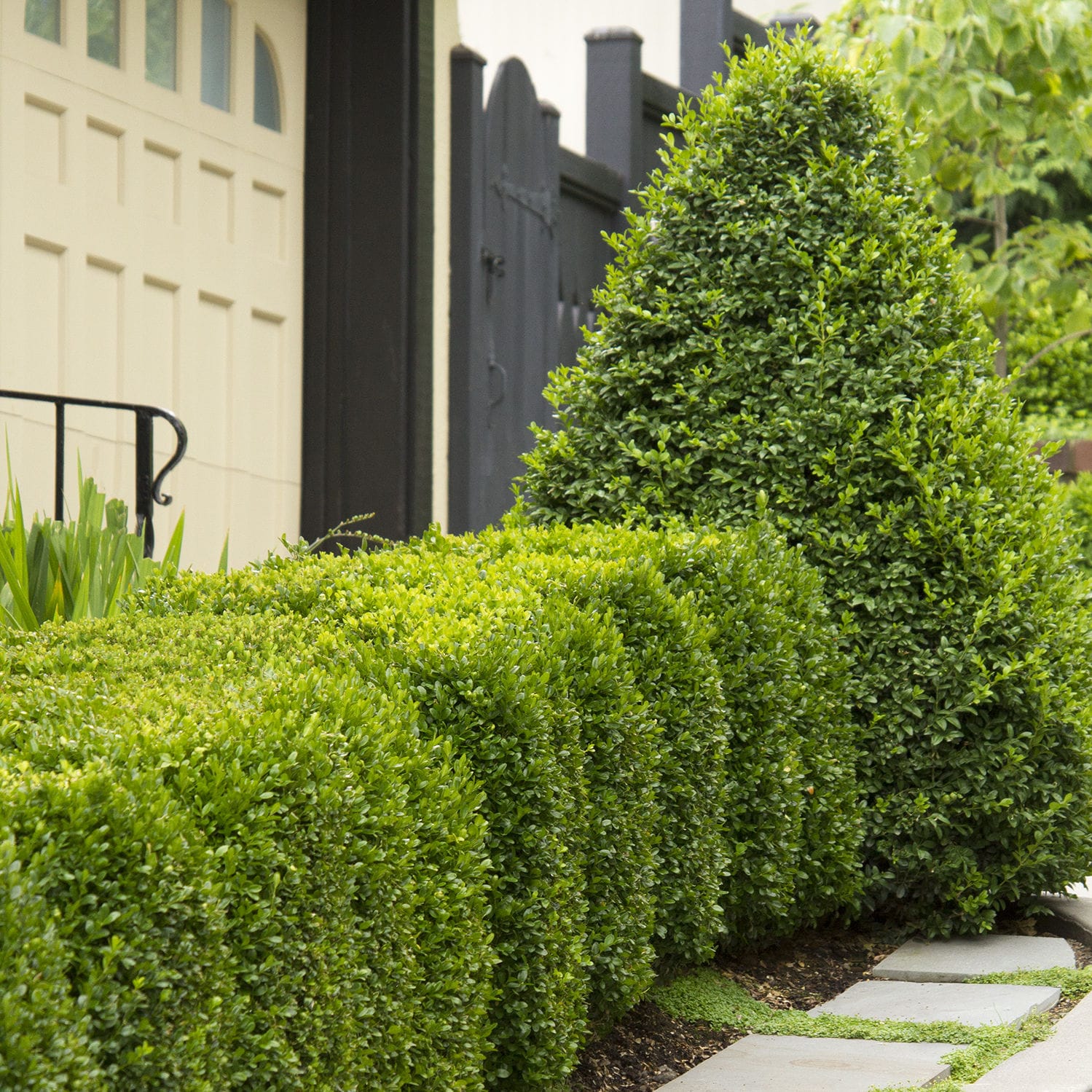 Hedge shrub - 1382 - Monrovia