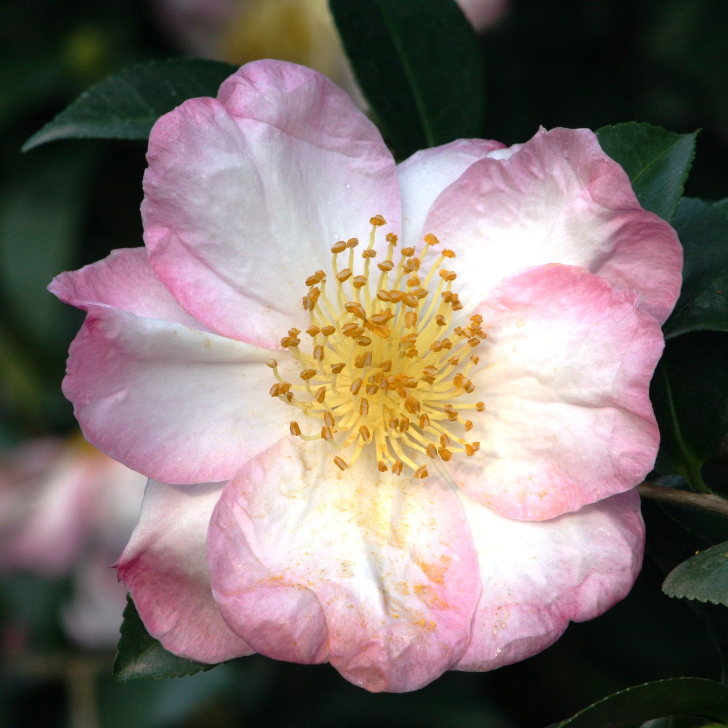 Perennial floral plant - 2102 - Monrovia - pink / white / mix of colors