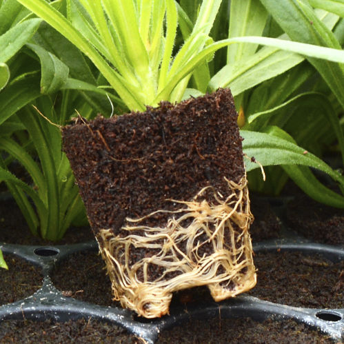 Potting soil growing medium - TERRA PLUG - OASIS Grower Solutions ...