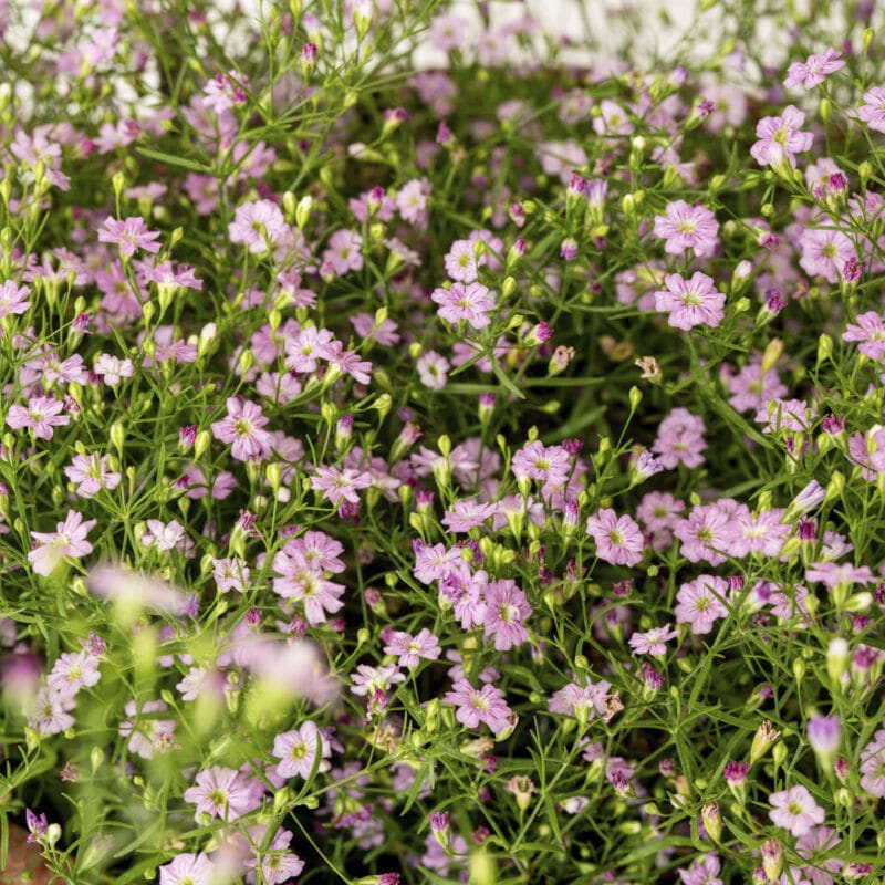 Annual floral plant - GYPSY - Sakata Seed America Inc - white / pink ...