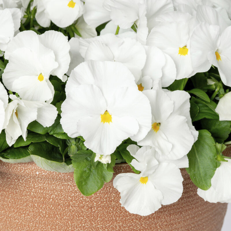 Annual floral plant - GRANDIO - Sakata Seed America Inc - pink / white ...