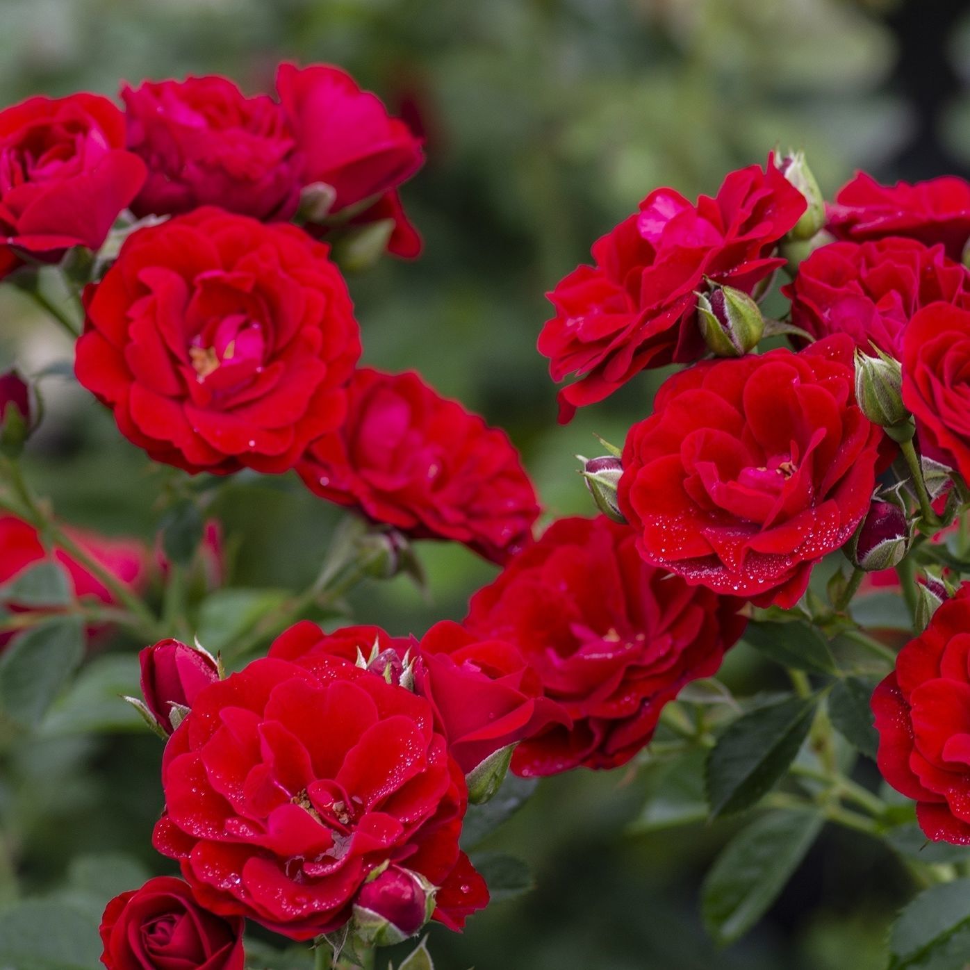 Red floral plant - Cherry Frost™ - Star® Roses and Plants - climbing ...