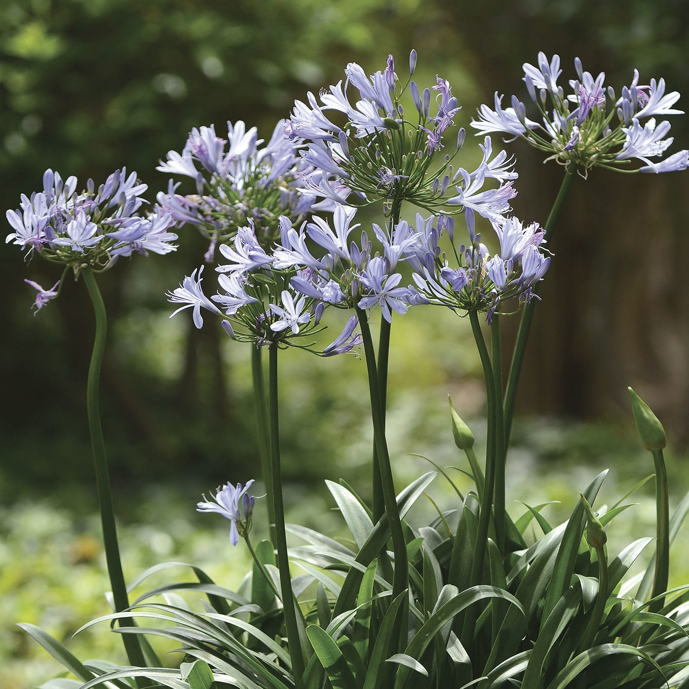 Flower bed flowering shrub - Straight A® ‘Barley Blue’ Agapanthus ...