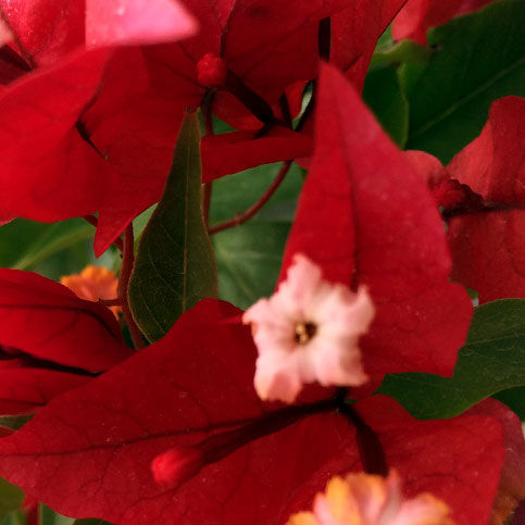 Perennial floral plant - VF Ruby ® - Vista Farms - red / climbing plants