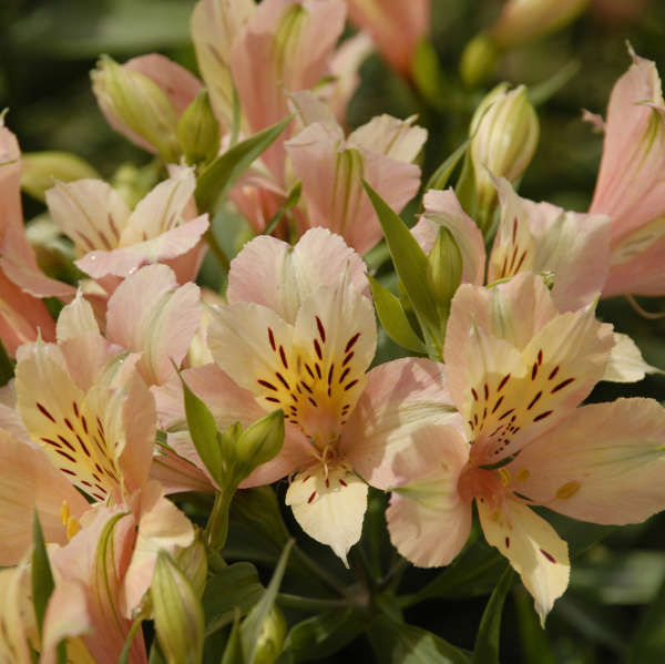 Perennial floral plant - Alstroemeria INCA ICE™ - Walters Gardens Inc ...