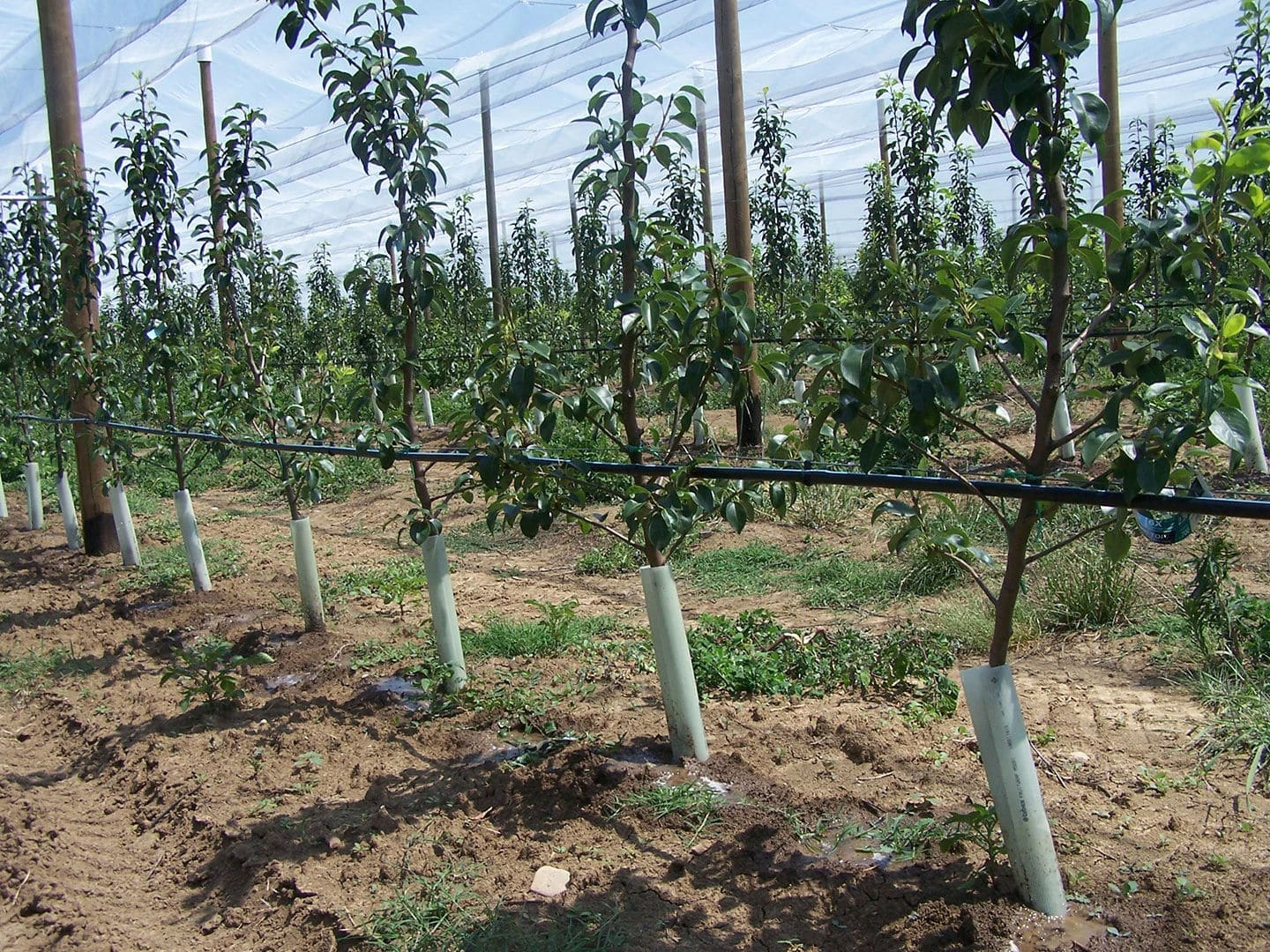 Drip irrigation system - SCOVA IMPIANTI Srl