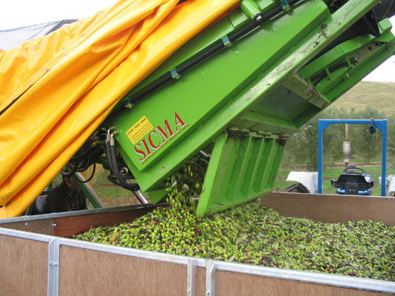 Olive tree shaker - SICMA Srl - tractor-mounted / hydraulic