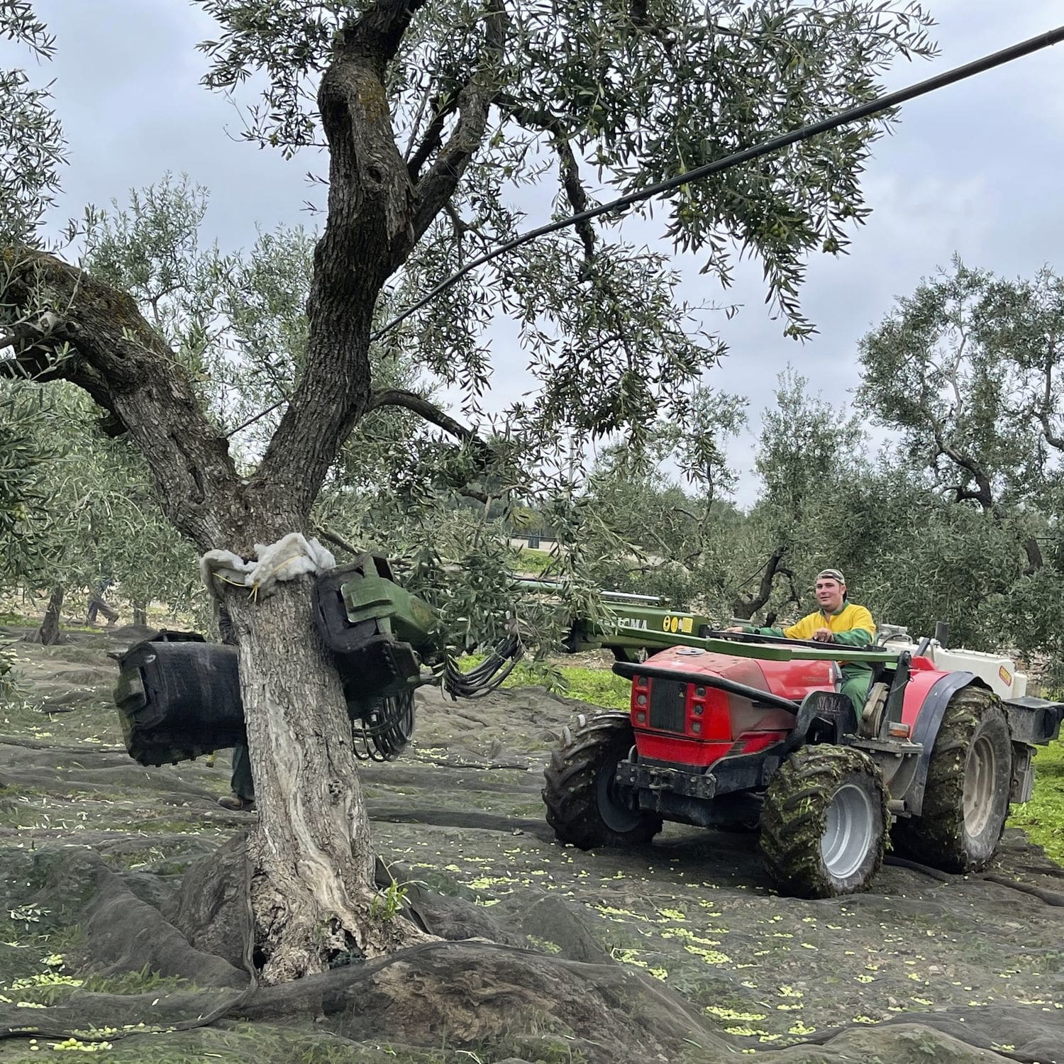 Fruit tree shaker - TF80 - SICMA srl - mounted / hydraulic