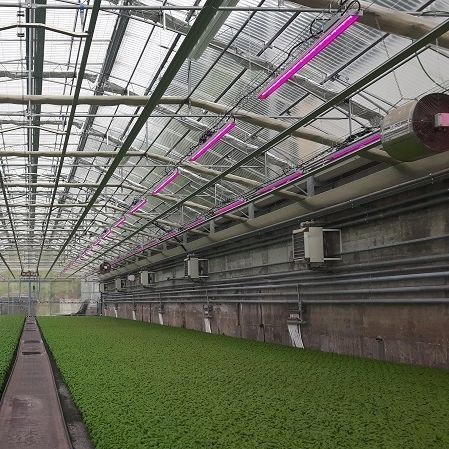 Greenhouse light - Ambralight - Ambralight - for germination chambers ...