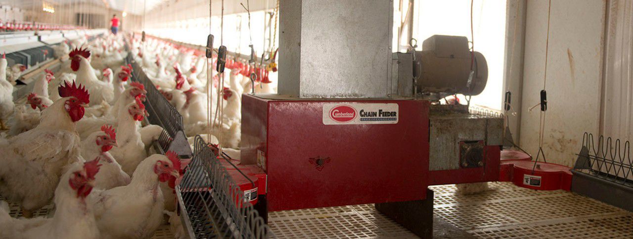 Poultry feeding equipement - CUMBERLAND - chain