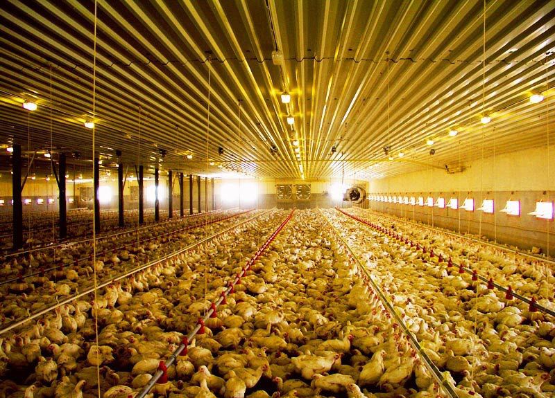 Poultry house climate controller - OPTICON AGRI SYSTEMS - temperature ...