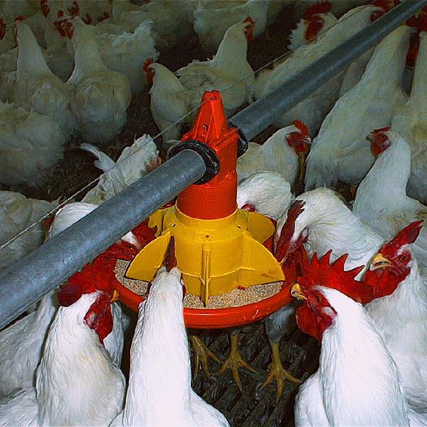 Feed controller - OPTICON AGRI SYSTEMS