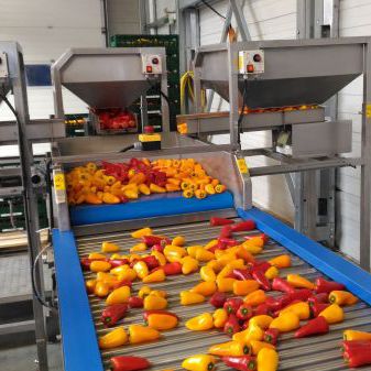 Fruit conveyor - Koppert Machines - belt