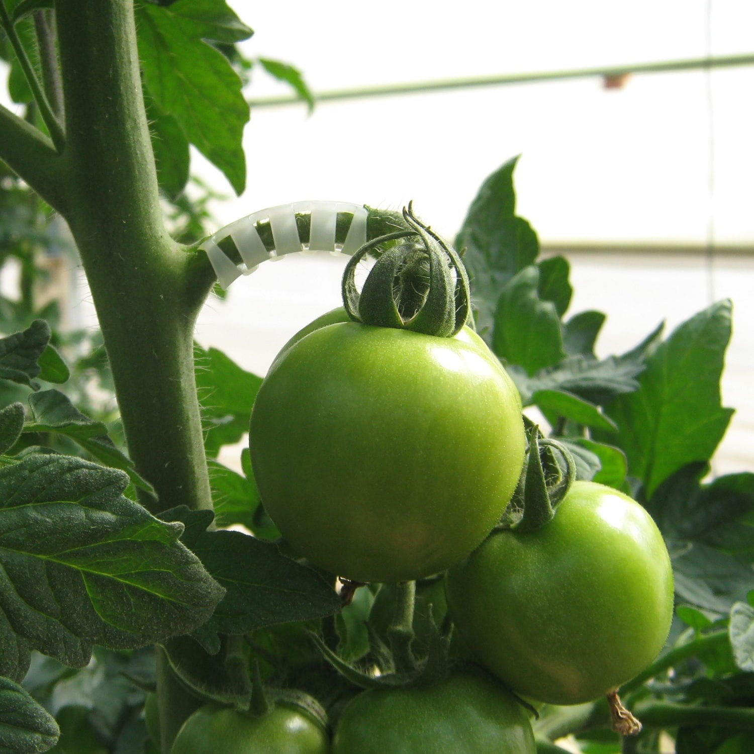 Plastic plant support clip - Simonetti Adamo S.R.L. - for tomatoes