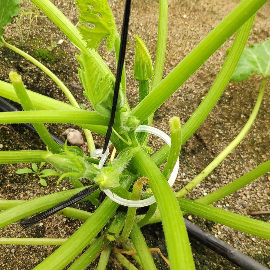 Plastic plant support clip - Simonetti Adamo S.R.L. - with fasteners