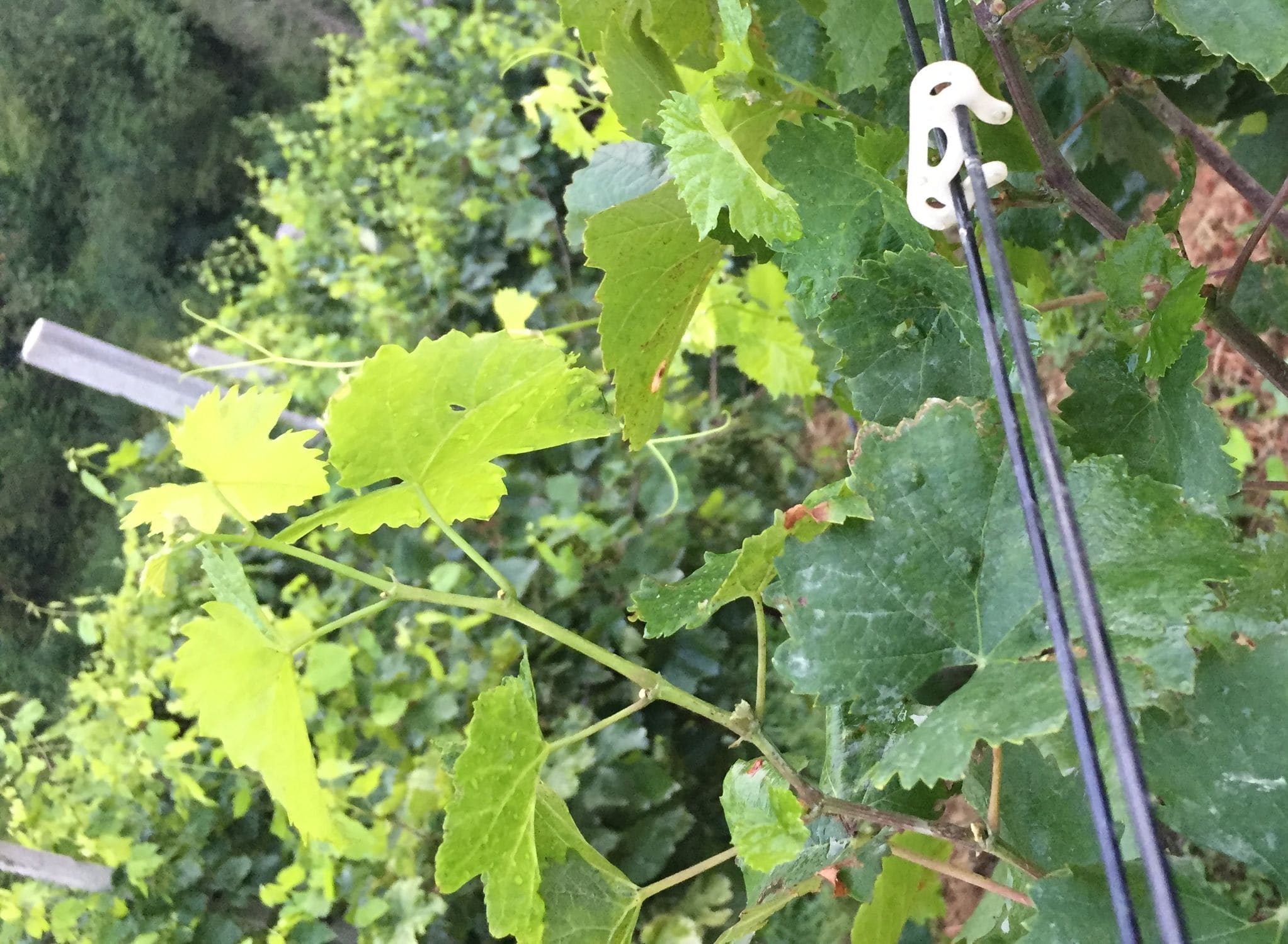 Plastic plant support clip - BIO - Simonetti Adamo S.R.L. - with fasteners