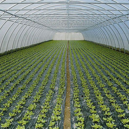 Monotunnel greenhouse - Richel serre - commercial production / plastic