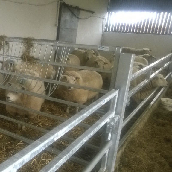 Livestock dividing panel - O'Donnell Engineering - sheep / metal