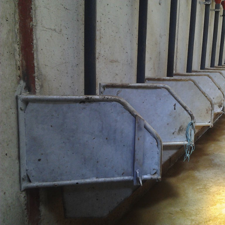 Cattle trough - Milking Parlor Manger Feed Troughs - O'Donnell ...