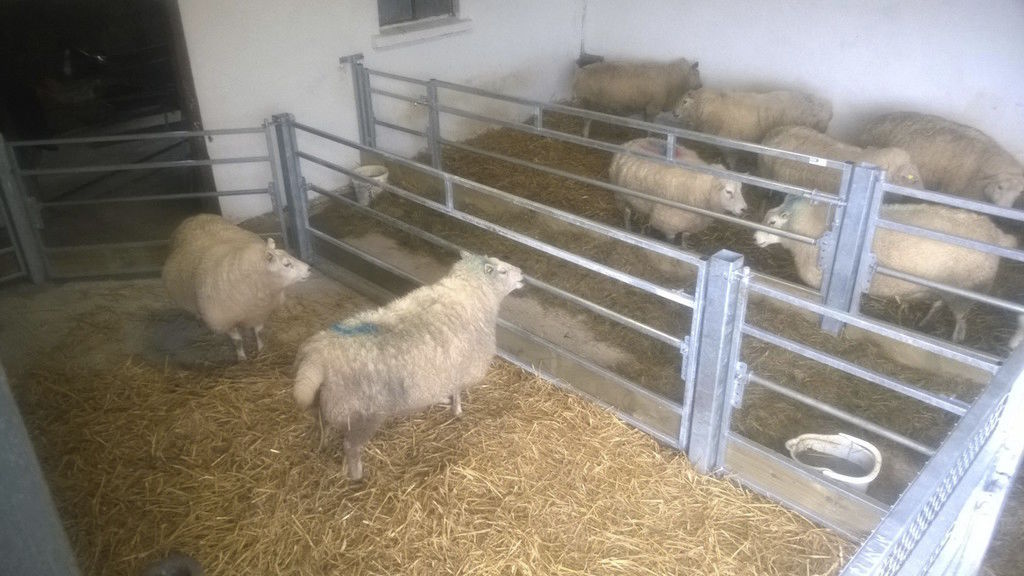 Sheep feeder panel - Sheep Feed Barrier Gates - O'Donnell Engineering ...