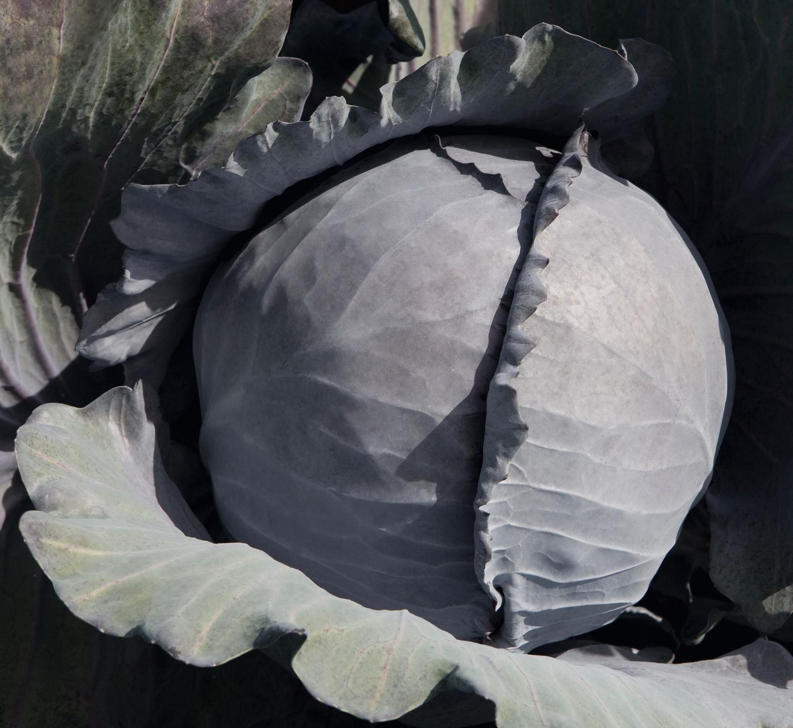 Hybrid cabbage seed - KLIMARO F1 - Bejo Zaden B.V.