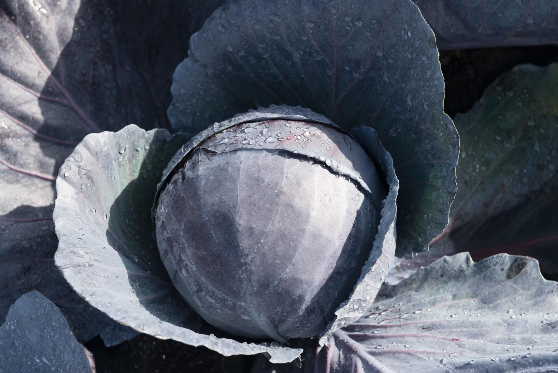 Early cabbage seed - OMERO F1 - Bejo Zaden B.V. - hybrid