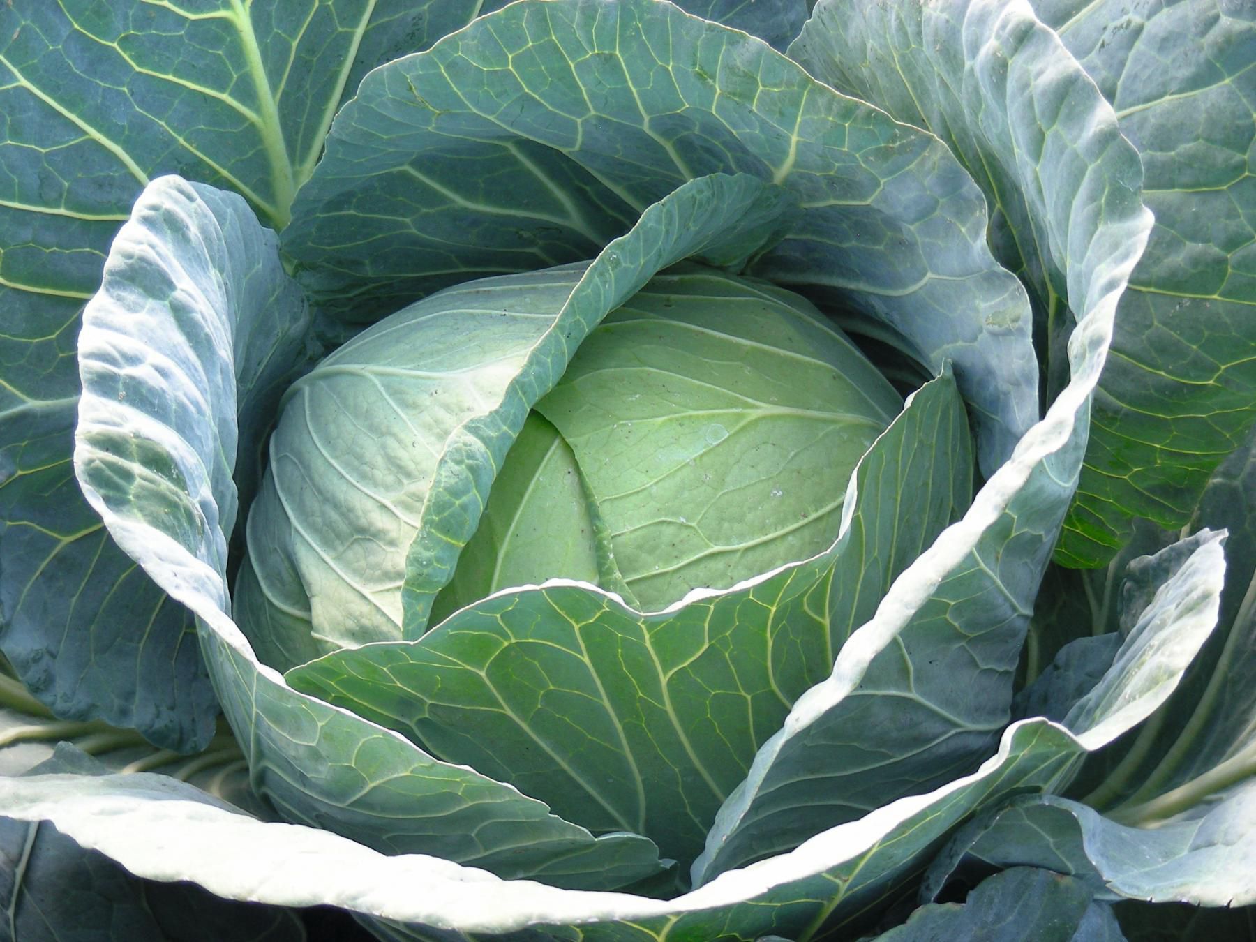 Early cabbage seed - EXCALIBUR F1 - Bejo Zaden B.V. - hybrid