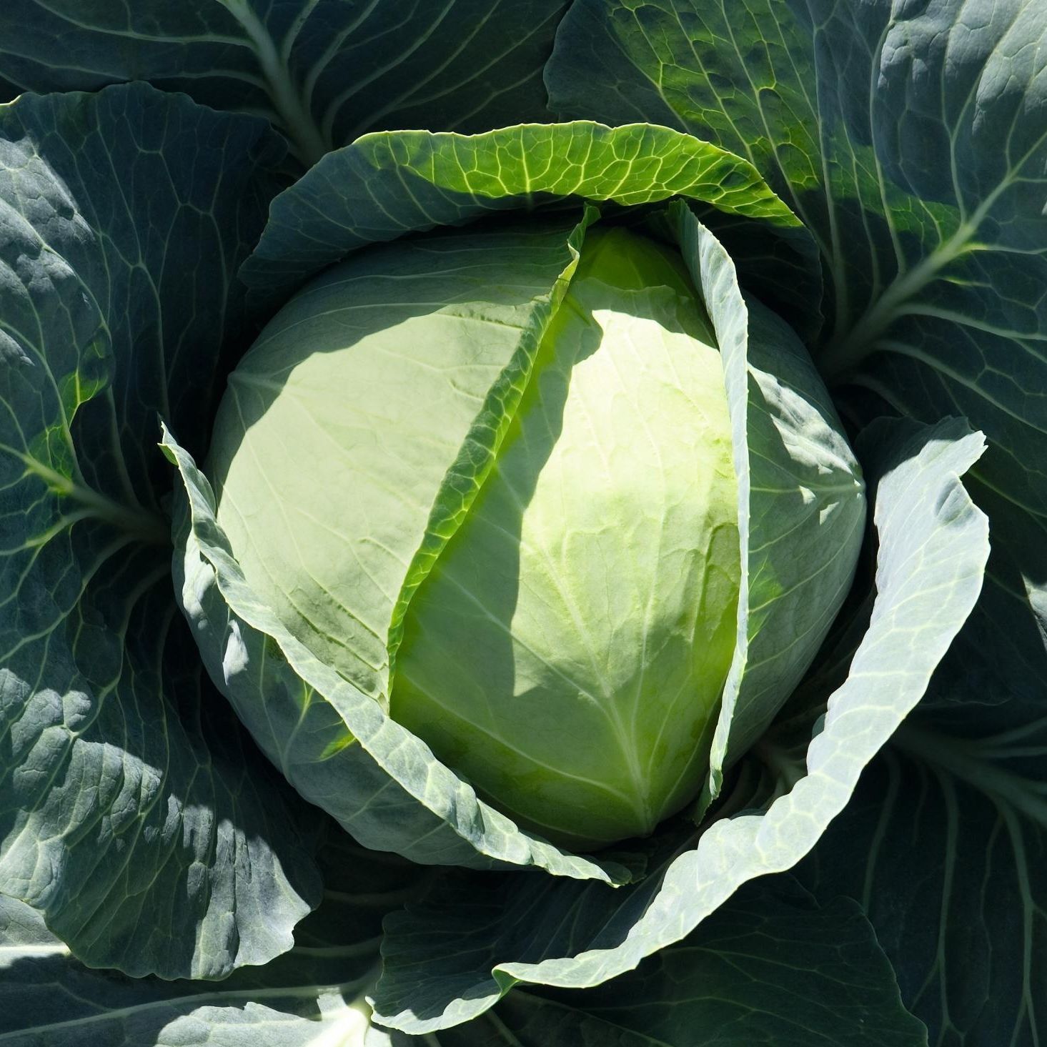 Summer cabbage seed - BRONCO F1 - Bejo Zaden B.V. - hybrid