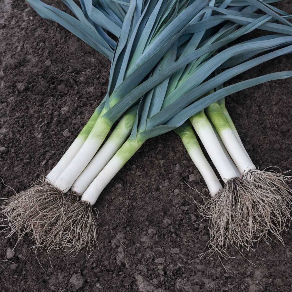 Late leek seed - CURLING F1 - Bejo Zaden B.V. - winter / hybrid