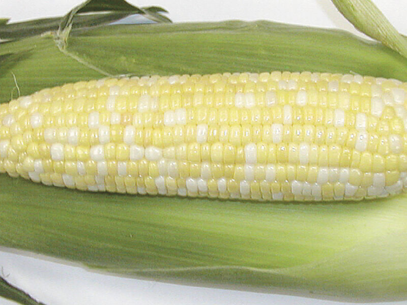 Grain corn seed - Montauk - HM.CLAUSE - leaf blight resistant / hybrid