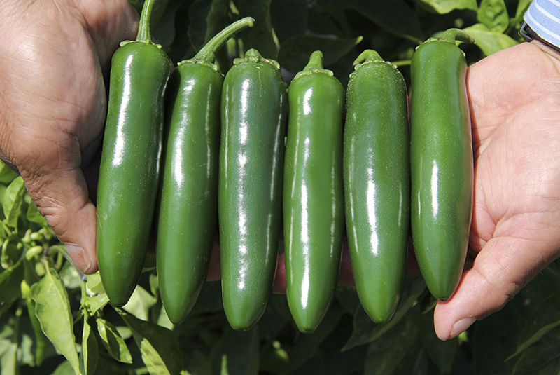 Pepper seed - Unique - HM.CLAUSE