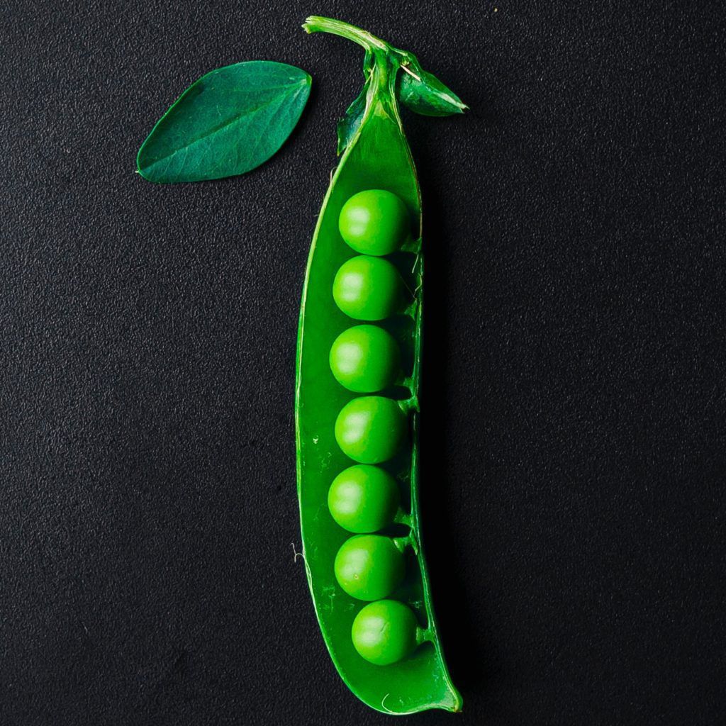 Powdery mildew resistant protein pea seed - QUANTUM PS - PanDia Seeds ...