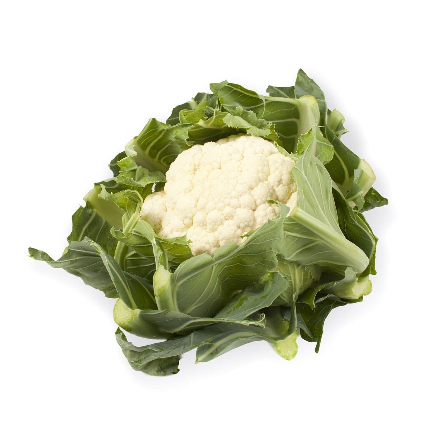 Medium early cauliflower seed - PRUDENTIA RZ F1 - Rijk Zwaan - spring ...