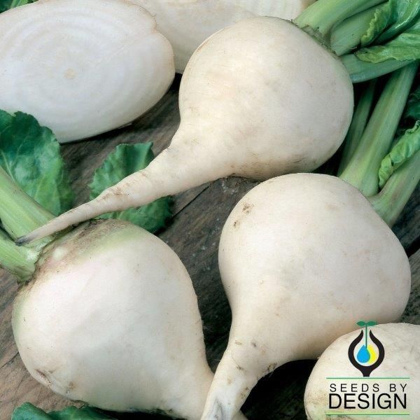 Sugar beet seed - Albino - Seeds by Design - conical / white
