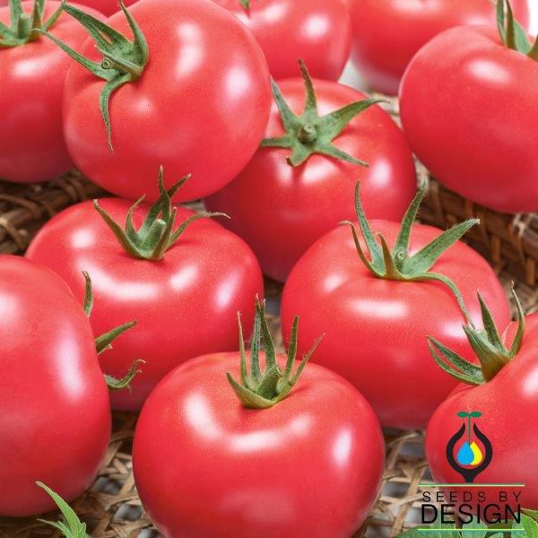 Pink tomato seed - Clear - Seeds by Design - round