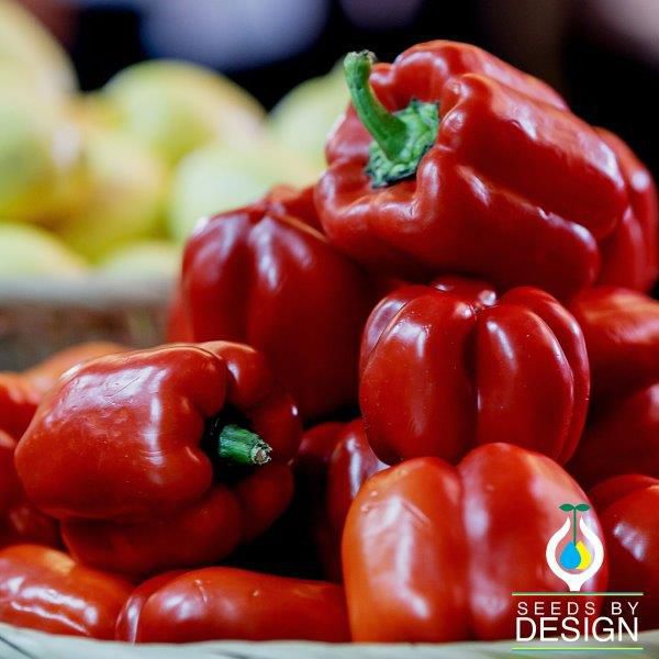 Annual pepper seed - Cal Rose - Seeds by Design - hybrid / red