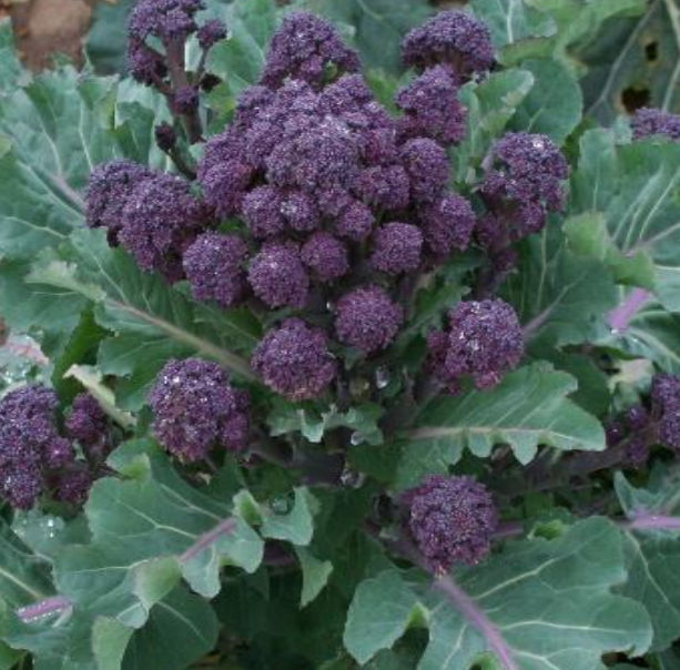 Winter brocoli seed - Red Fire F1 - Tozer Seeds Ltd - hybrid