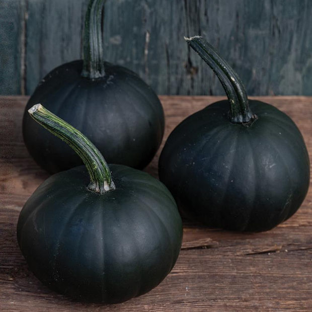 Early pumpkin seed - Morticia F1 - Tozer Seeds Ltd - powdery mildew ...