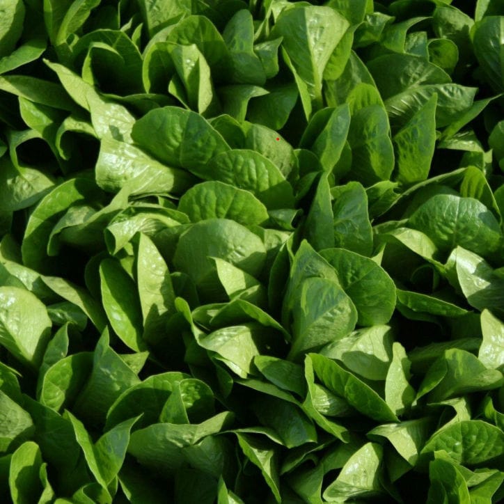 Powdery mildew resistant lettuce seed - Osterley - Tozer Seeds Ltd ...