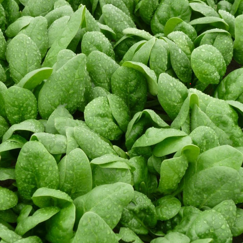 Powdery mildew resistant spinach seed - Piano F1 - Tozer Seeds Ltd ...