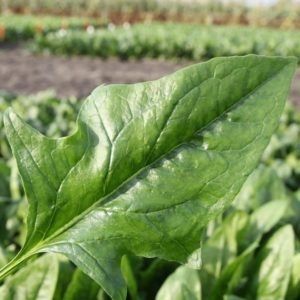 Powdery mildew resistant spinach seed - Harp F1 - Tozer Seeds Ltd - hybrid