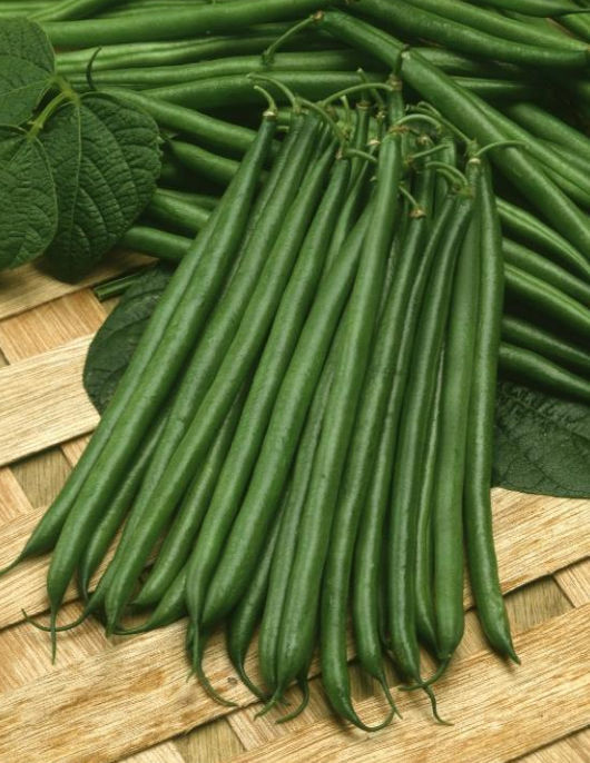 Early bean seed - Venice - Tozer Seeds Ltd - mosaic virus resistant / green