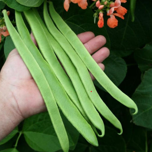 Early bean seed - Celebration - Tozer Seeds Ltd