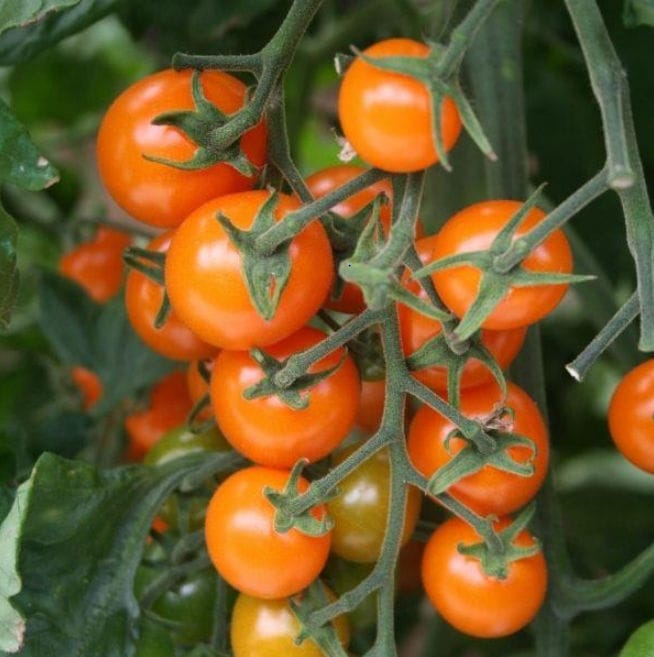 Orange cherry tomato - Golden Cherry F1 - Tozer Seeds Ltd - mosaic ...
