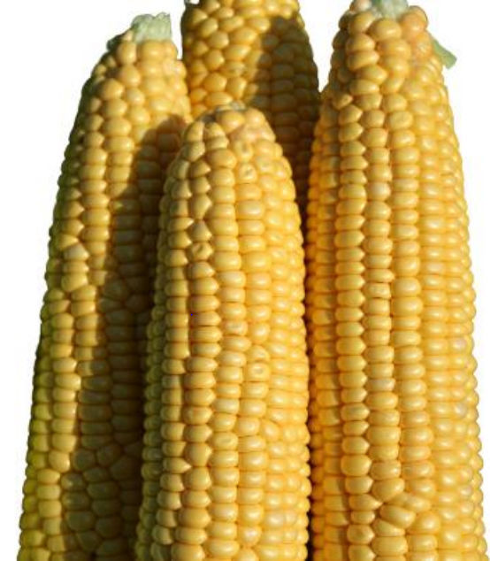 Early corn seed - Earlibird F1 - Tozer Seeds Ltd - grain / silage / hybrid