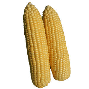 Grain corn seed - Goldcrest F1 - Tozer Seeds Ltd - silage / hybrid