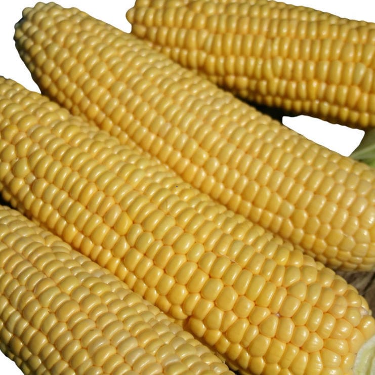 Early corn seed - Swift F1 - Tozer Seeds Ltd - silage / grain / hybrid