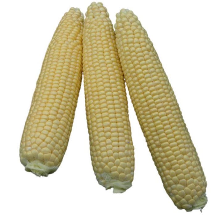 Very late corn seed - Alliance F1 - Tozer Seeds Ltd - grain / silage ...