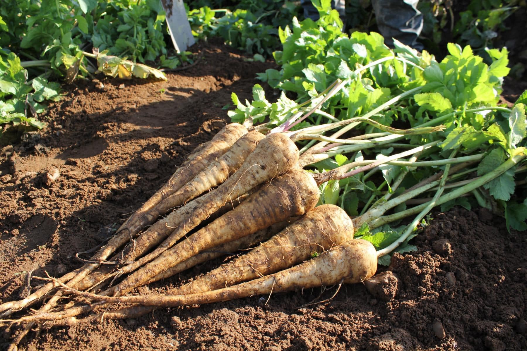 Early parsnip seed - Pacific - Elsoms Seeds